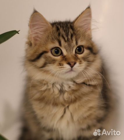 Породистый сибирский котенок с родословной