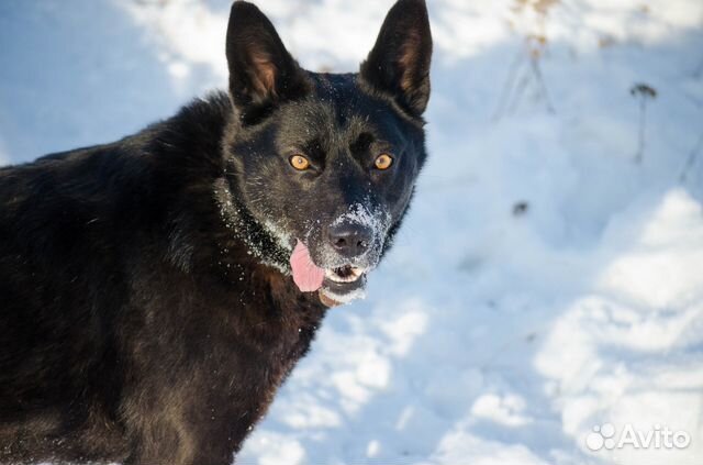 Чарли в поисках дома