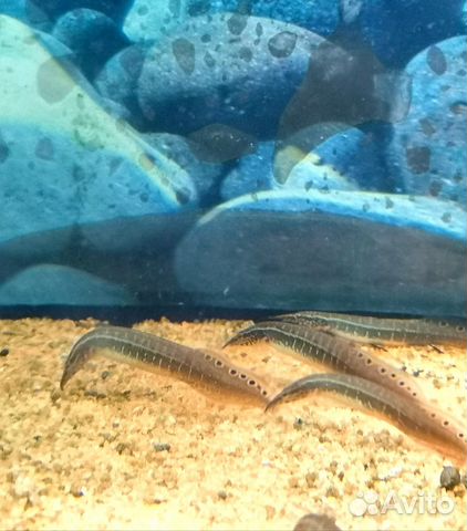 Аквариумая рыба - Макрогнатус