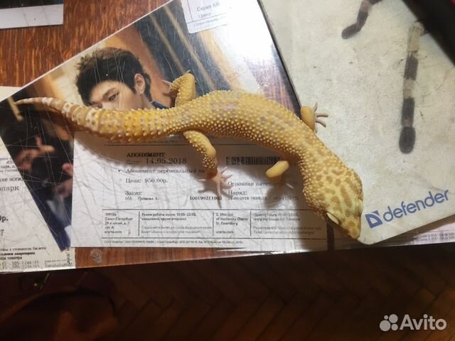 Эублефар Tangerine Tremper Albino