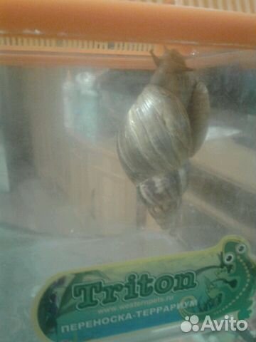 Улитка с контейнером