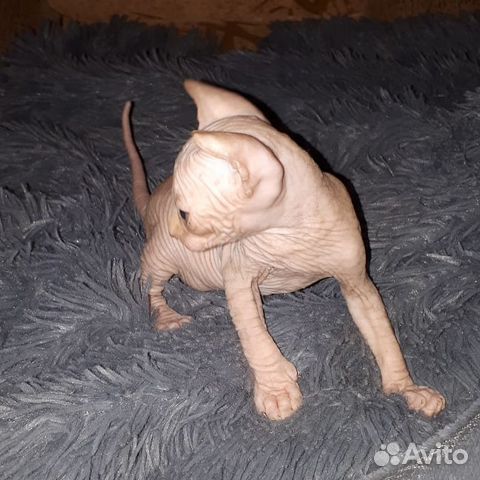 Котята Канадского Сфинкса все мальчики