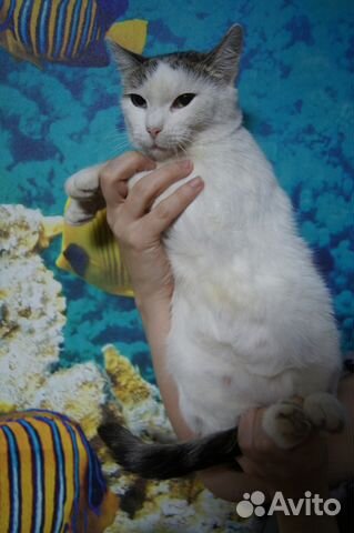 Молодая мышеловка