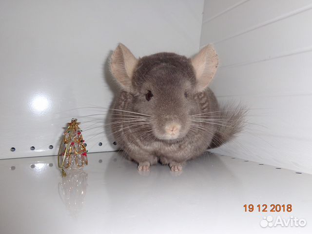 Шиншилла Девочка Тёмная Пастель