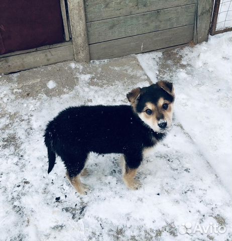 Щенок 3 месяца мальчик Не ягдтерьер (ошибка)