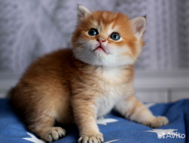 Ярккий солнечный малыш, шиншилла