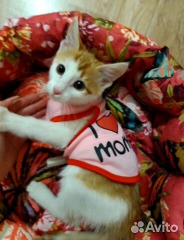 Отдам котенка в хорошие руки