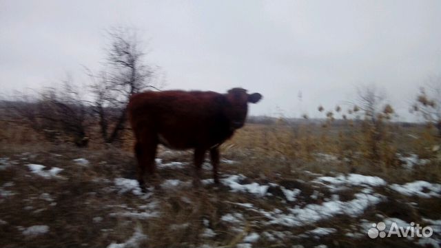 Два доеные коровы одна 25 лит а другая 30 лит. 3 б