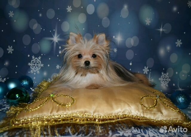 Йоркширский терьер