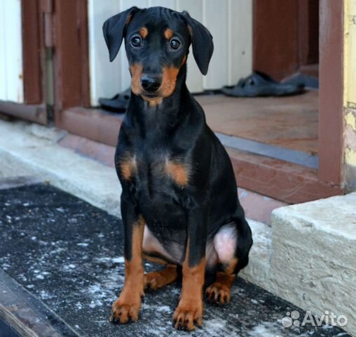 Немецкий пинчер (Лучшая девочка)