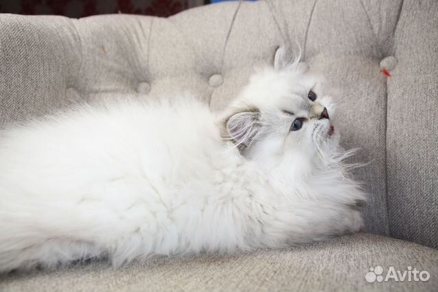 Суперские котодети