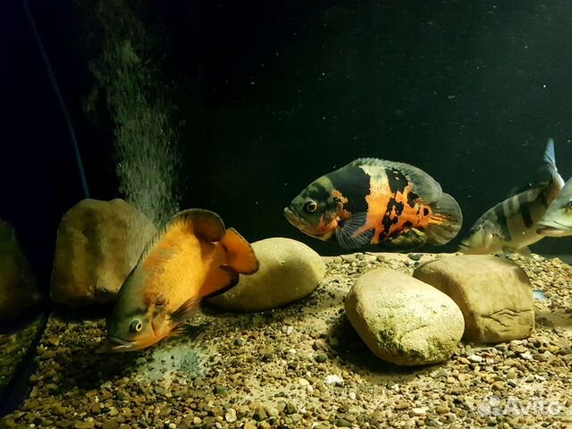 Астранотус