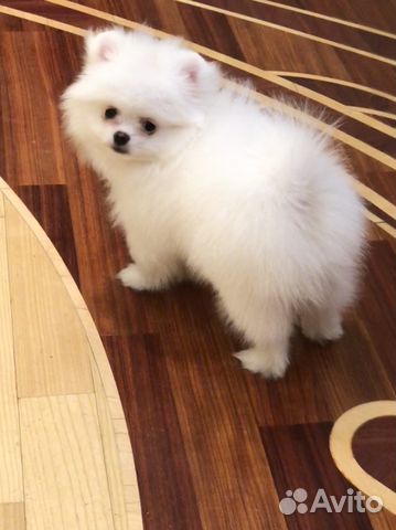 Шпиц Белая я и вся моя семья