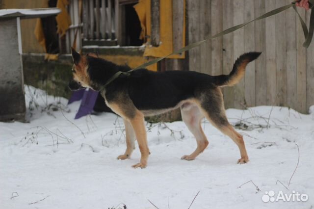 Молодой красивый пес, метис овчарки ищет дом