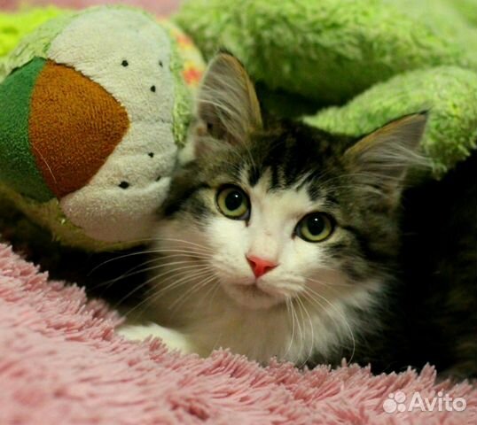 Мини-трактор Пухля ищет дом