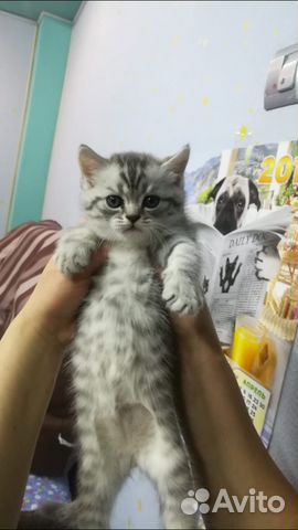 Котёнок