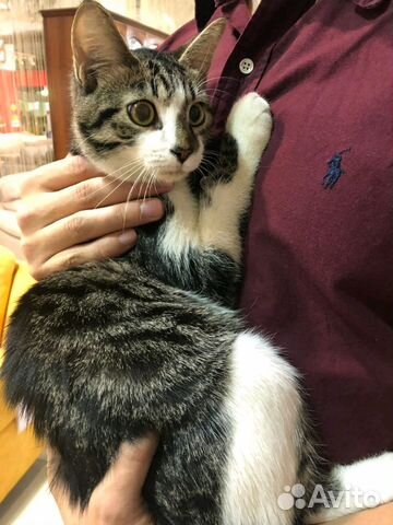 Котёнок домашний Кузя мальчик метис 7мес в дар