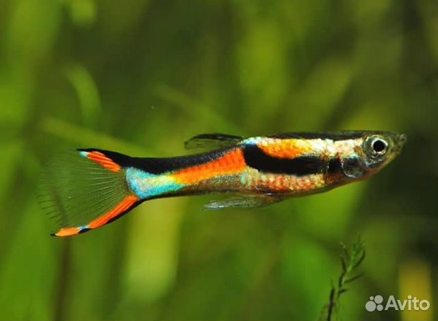 Гуппи Эндлера (Карликовые Гуппи)