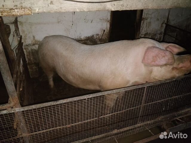 Племенной кабан