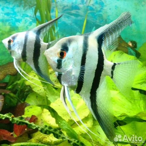 Скалярия голубой ангел