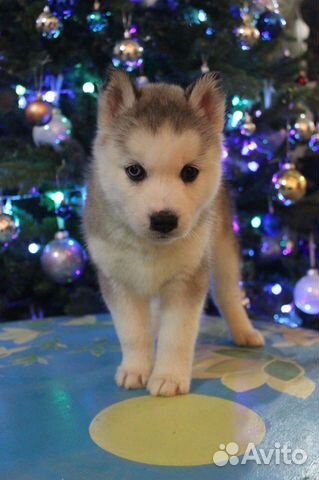 Сибирский хаски