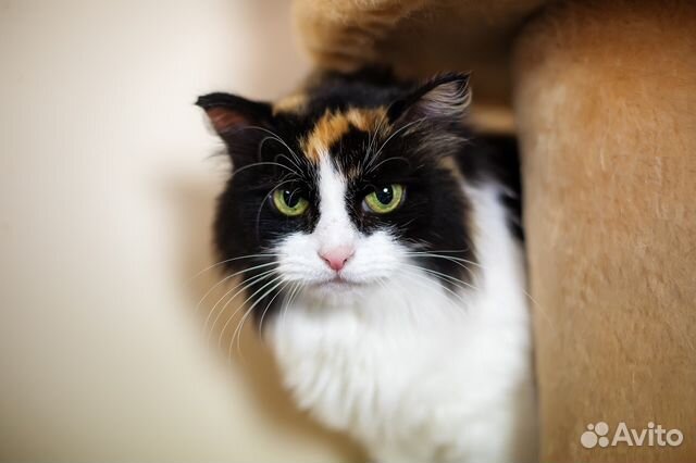 Трёхцветная киса Мотя