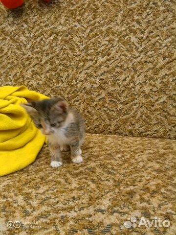 Котята