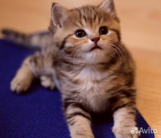 Прекрасная Изабель золотого мраморного окраса