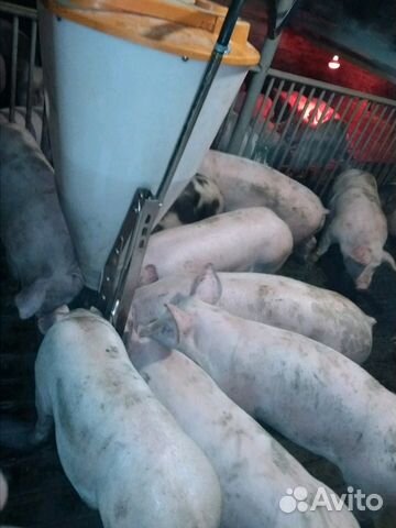 Племенные поросята