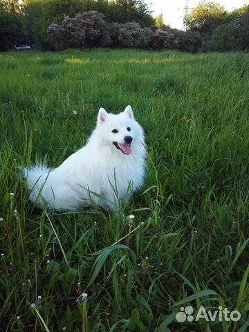 Японский шпиц ищет подружку