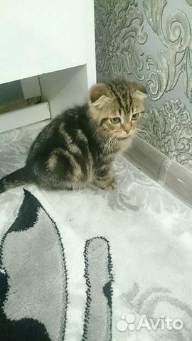 Британчики