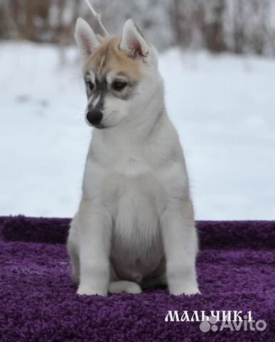 Великолепные щенки сибирской хаски