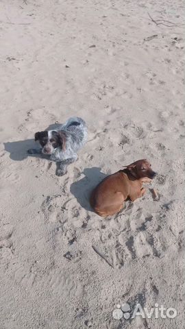 Щенок цверг пинчера и спаниеля