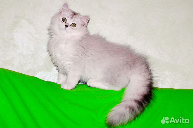 Котик от Чемпиона Мира