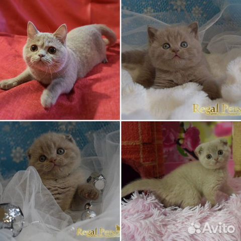 Котики и кошечки