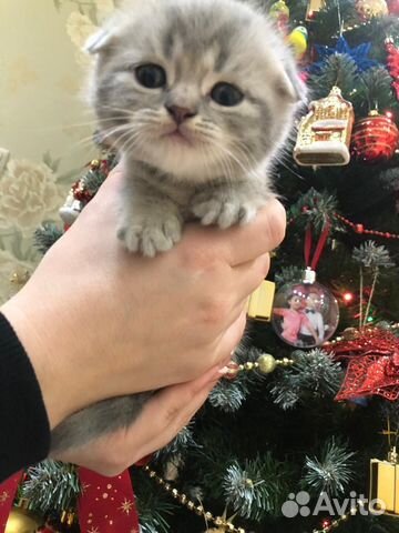 Шотландская вислоухая вискас