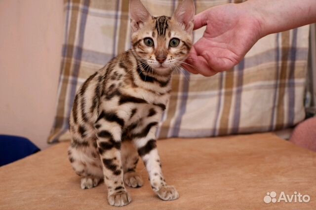 Кошка в совладение