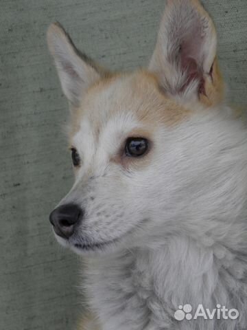 Лиска, метис лайки, около 1 года