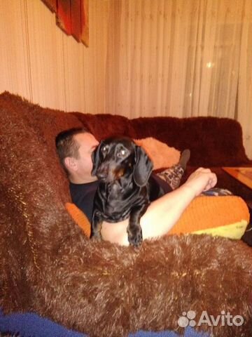 Мини таксик