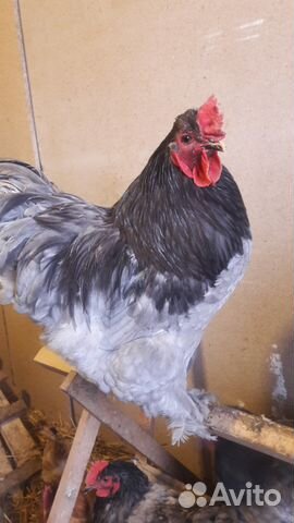 Петухи на племя