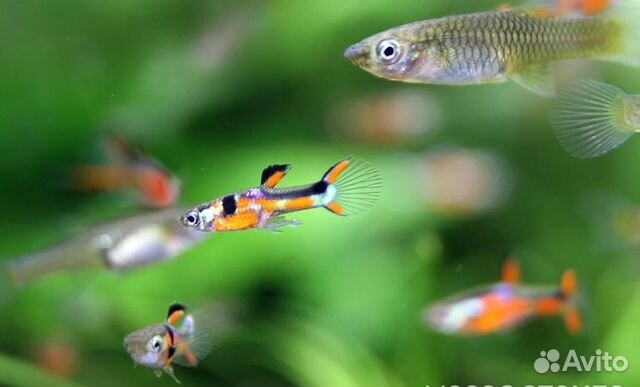 Гуппи Эндлера