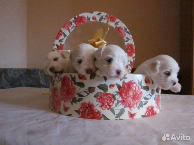 Продам щенка Мальтезе