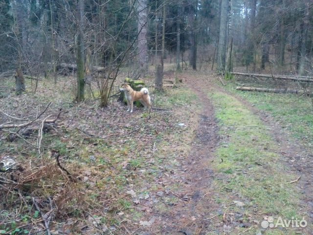 Кобель зсл для вязки