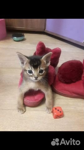 Абиссинская Кошка (котенок)