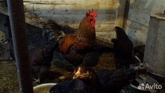 Отличный молодой петух