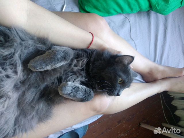 Отдам кота, полу британец полу мейн кун