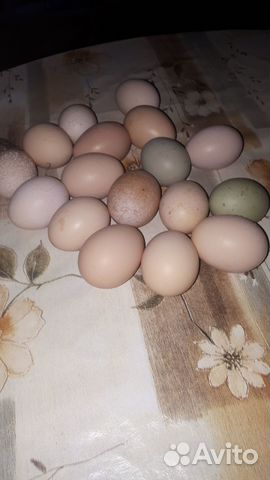 Яйцо инкубационное, помесное