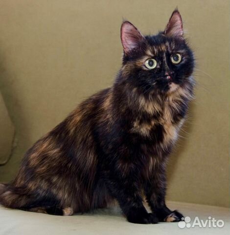 Кошечка в добрые руки