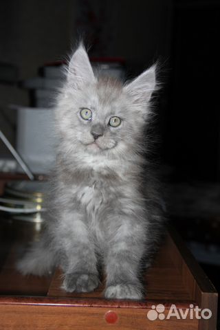 Очень яркий малыш