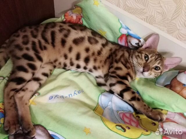 Ищу кота бенгала для вязки
